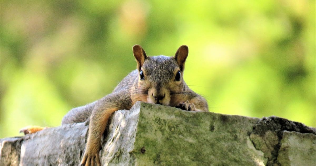 Squirrel Behavior | Kitty City Squirrels