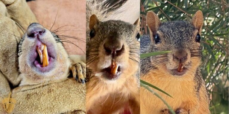 Mystery of Squirrel Teeth ? & Malocclusion [WITH PHOTOS]