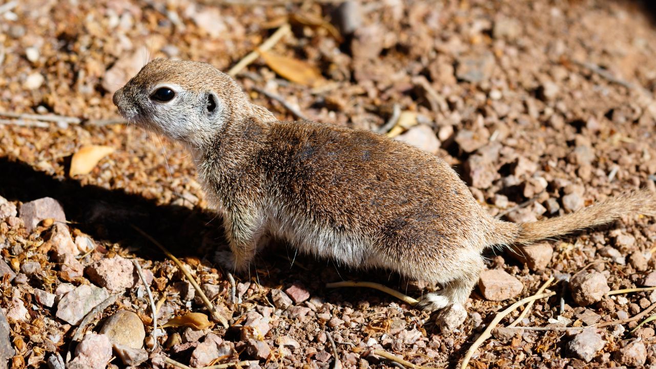 5 Types of Ground Squirrels in Arizona: Meet Your Desert Neighbors