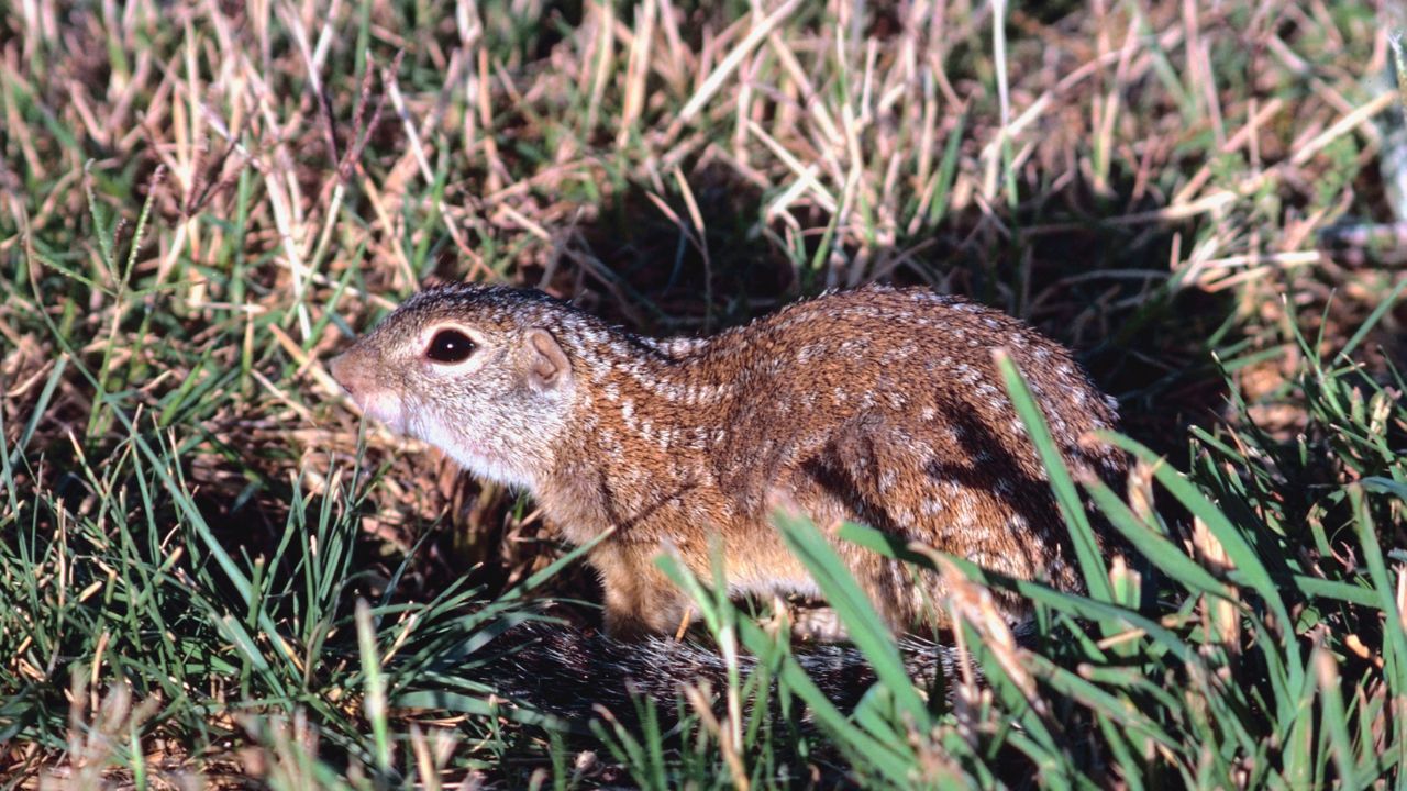 5 Types of Ground Squirrels in Arizona: Meet Your Desert Neighbors