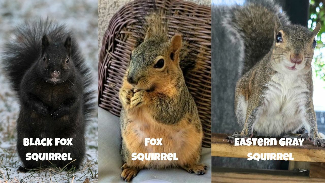 The Mystery of the Black Fox Squirrel: Rarity and Biology Explained