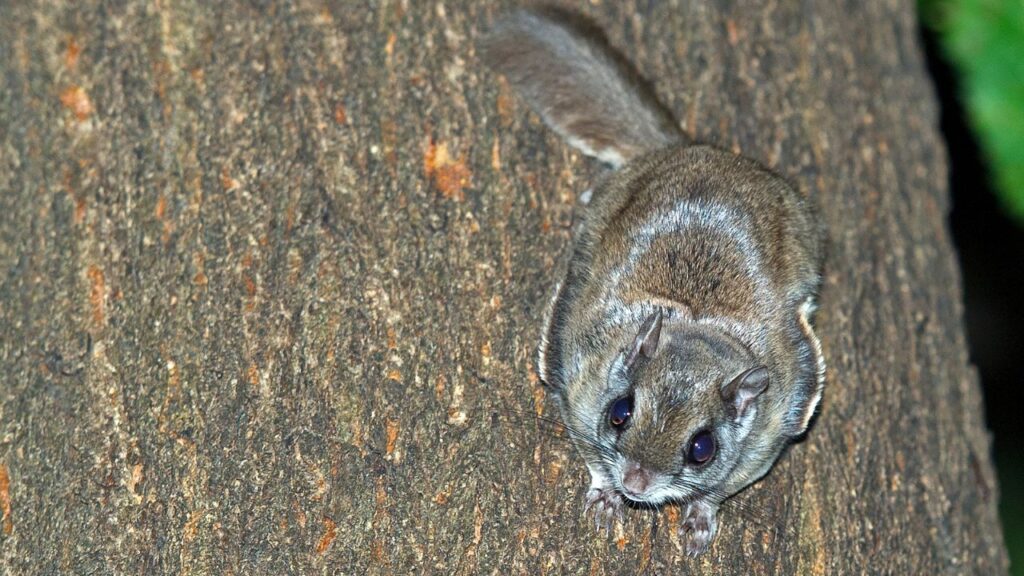 The Strange Story of the Great Squirrel Stampede of 1822