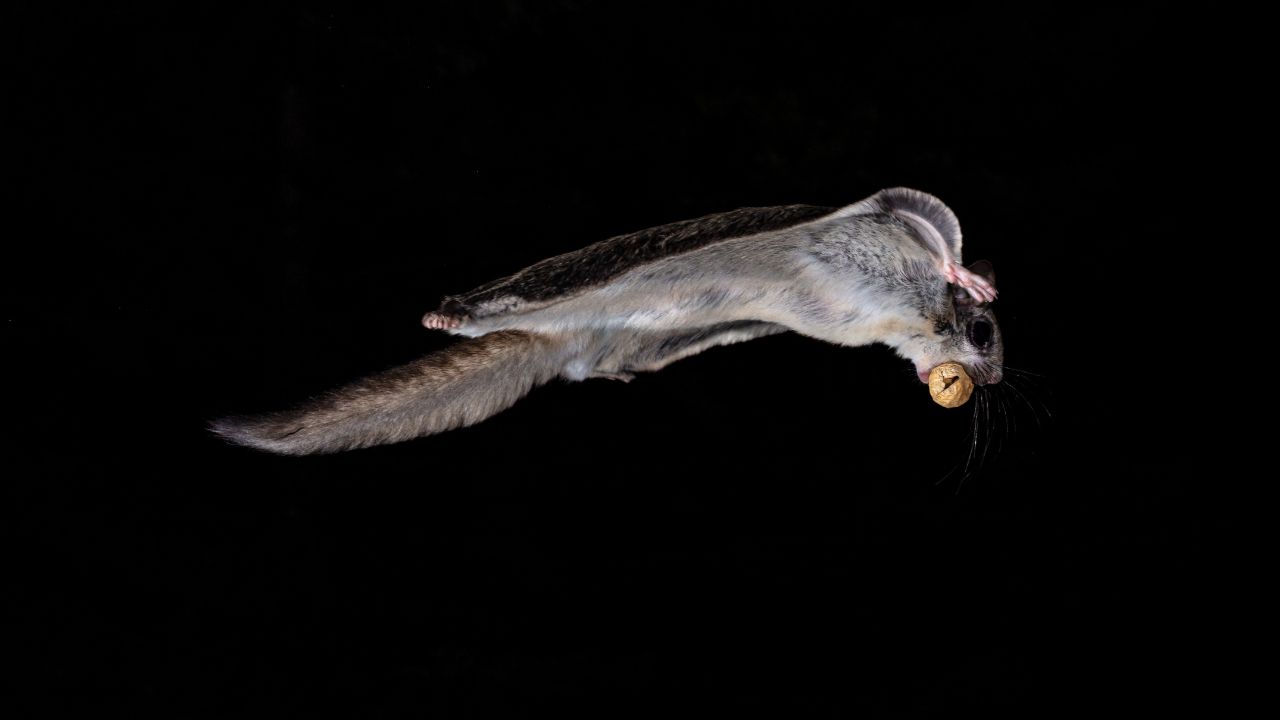 How Fast Can a Squirrel Run? Lightning-Fast Squirrels